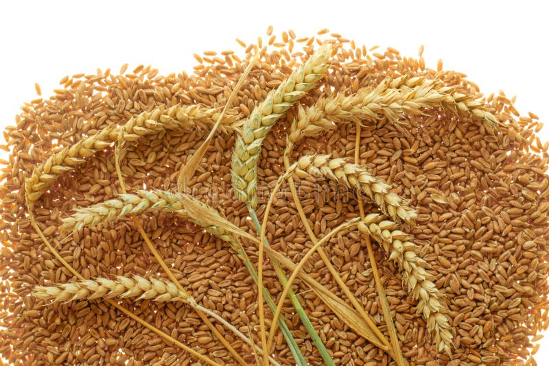 Grain Texture. Wheat Isolated Background. Spikelets of Ripe Yellow ...