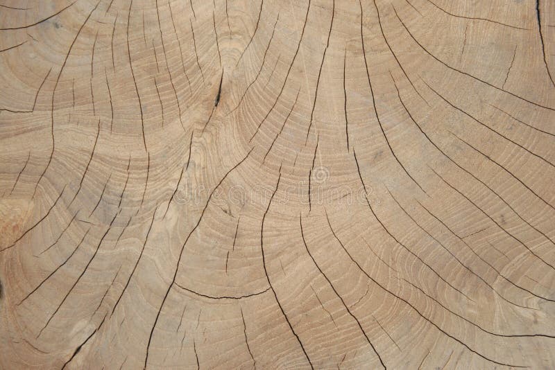 Grain tree stock image. Image of circle, fine, detail - 33359159
