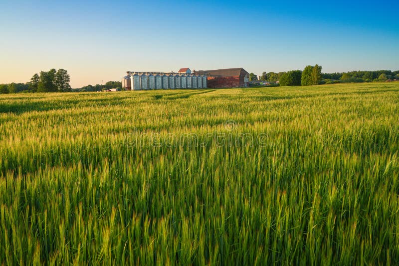 Grain Warehouse with Barley Field Stock Photo - Image of environment ...
