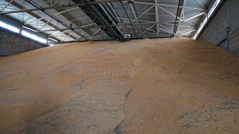 Grain Warehouse stock image. Image of corns, food, farming - 60382389