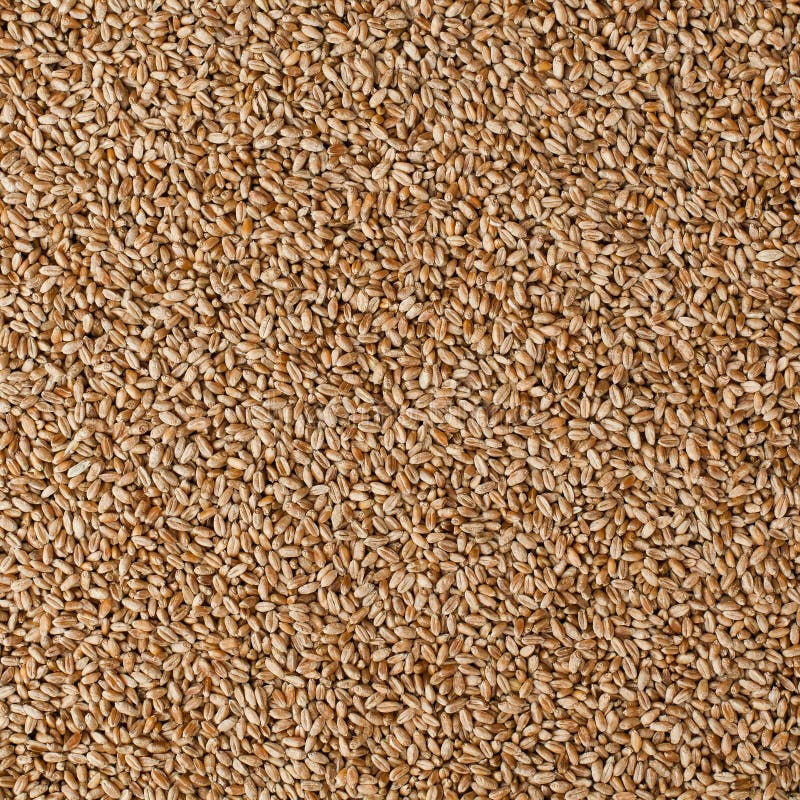 Whole Grain Wheat Kernels Closeup Stock Photo - Image of closeup ...