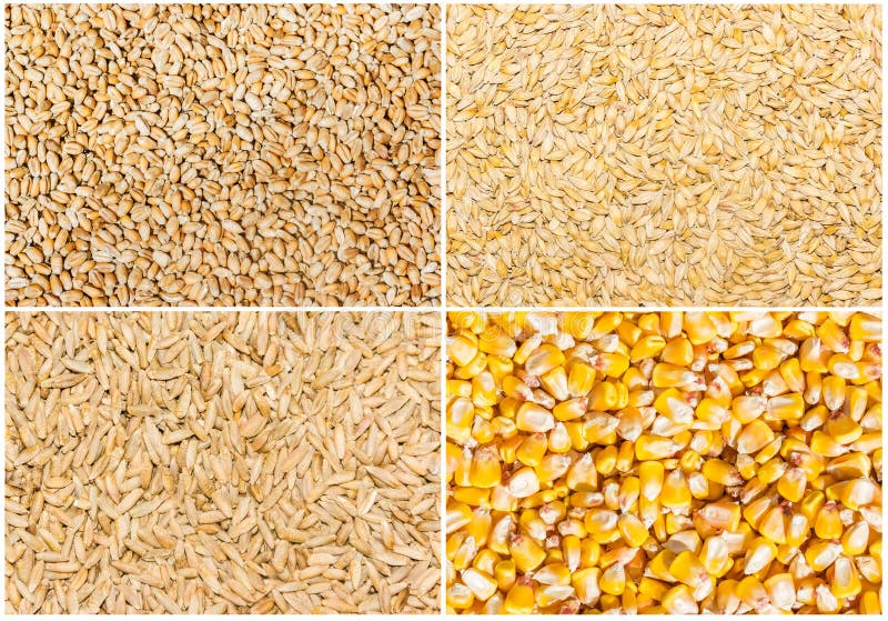 Grain of Wheat, Barley, Rye and Corn Stock Image - Image of bread ...