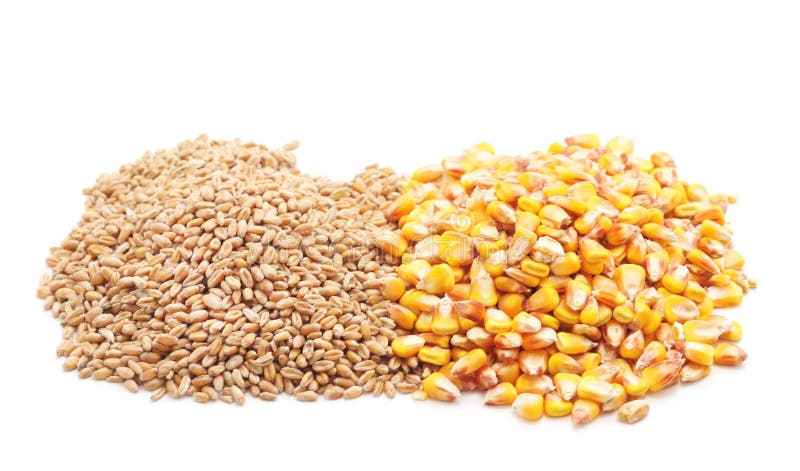 Grain wheat and corn stock image. Image of fruit, storage - 151923835