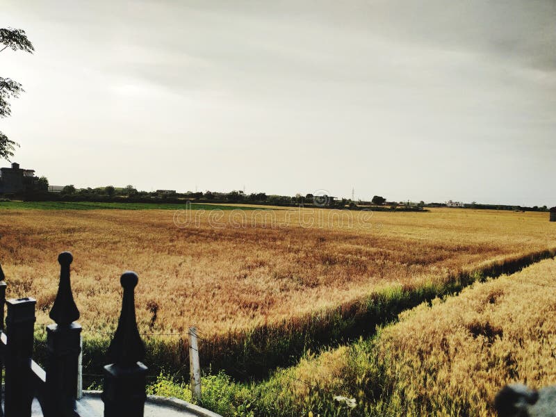 Grain Wheat Cultivationsky Sunshine Crop Stock Image - Image of wheat ...