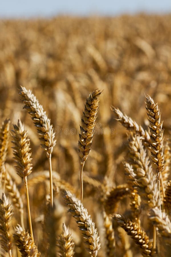 Grain wheat growing stock photo. Image of horizontal - 153818108