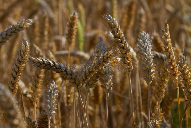 Grain wheat growing stock image. Image of farming, barley - 161861209
