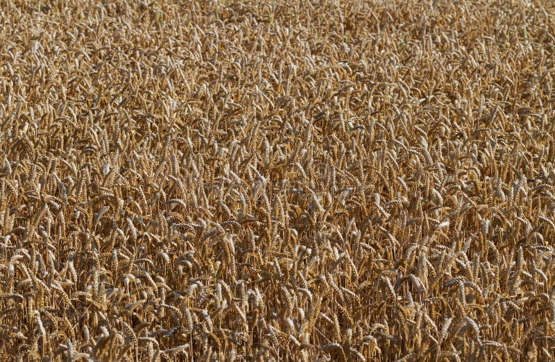 Grain wheat growing stock image. Image of growth, field - 169376267