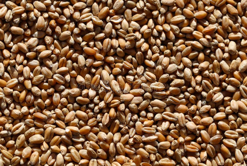Grain wheat stock photo. Image of heap, crop, farming - 85422220