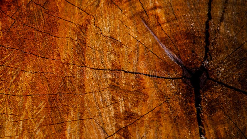 Grain of wood stock photo. Image of carpentry, board - 142015336