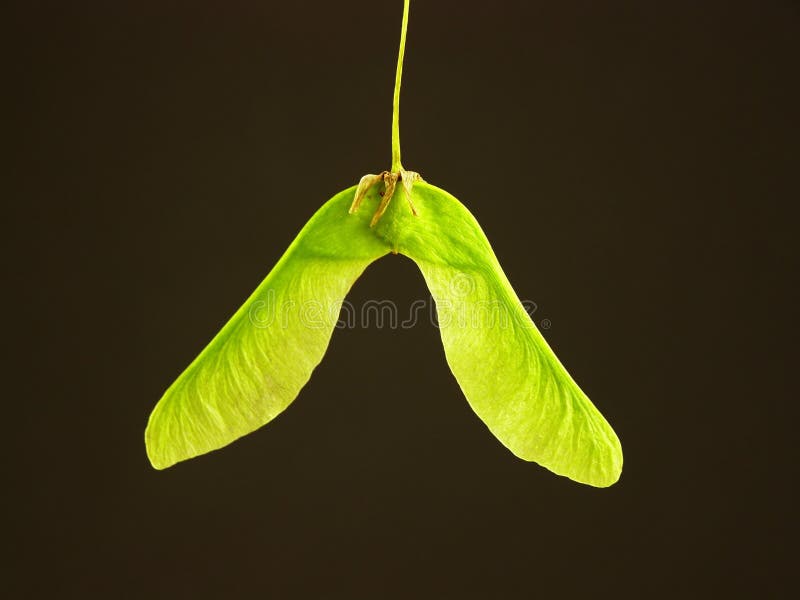 Graine d'érable image stock. Image du saisonnier, extérieur - 2494197