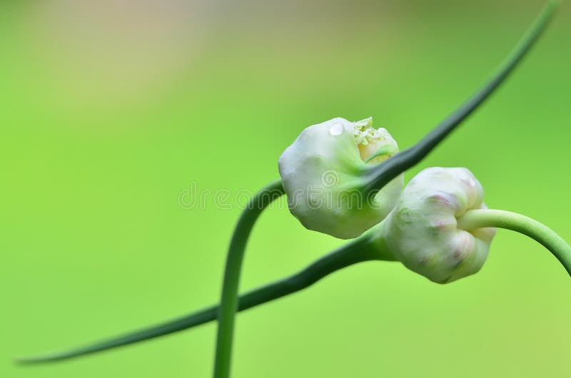 Graine d'ail image stock. Image du épicé, frais, ingrédient - 31970441