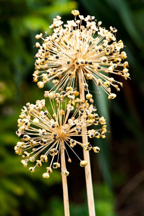 Graine d'ail de montagne photo stock. Image du floraison - 11511040