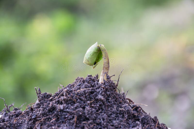 Graine d'arbre photo stock. Image du croissance, jardin - 63530934