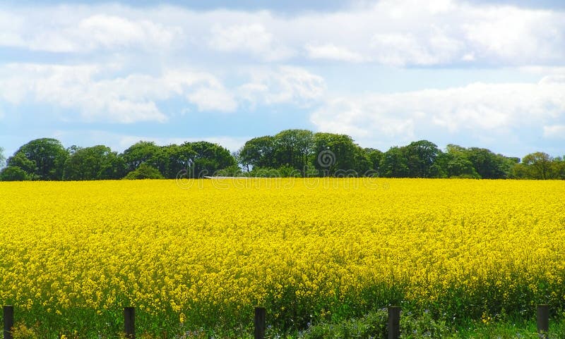 Floraison D'usine De Graine De Colza Photo stock - Image du bourgeon ...