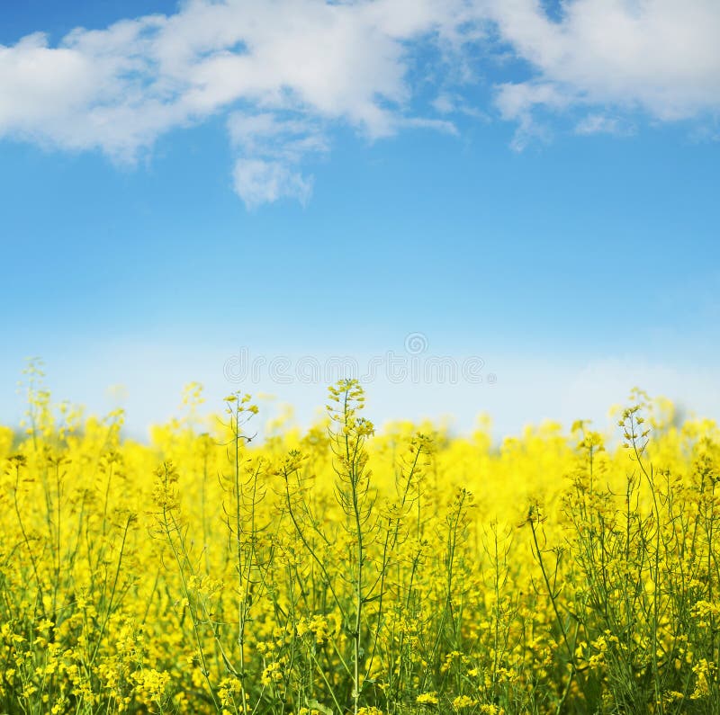 Graine De Colza Jaune De Champ En Fleur Photo stock - Image du zone ...