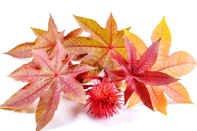 549 Photos de Graine De Ricin Ricinus Communis - Photos de stock ...