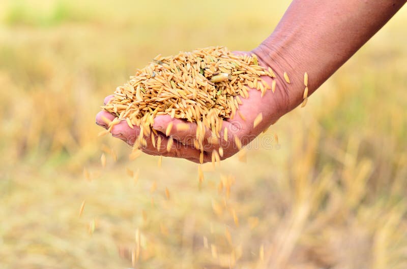 Graine de riz de jasmin photo stock. Image du croton - 27844860