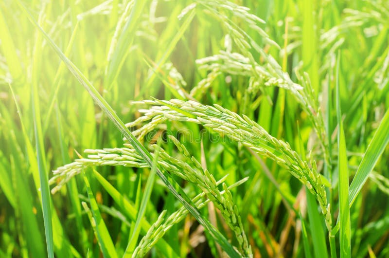 Graine De Riz Mûre Dans Le Domaine Photo stock - Image du gloire ...