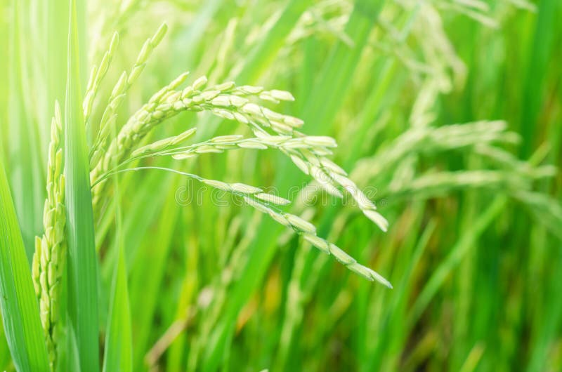Graine De Riz Mûre Dans Le Domaine Photo stock - Image du gloire ...