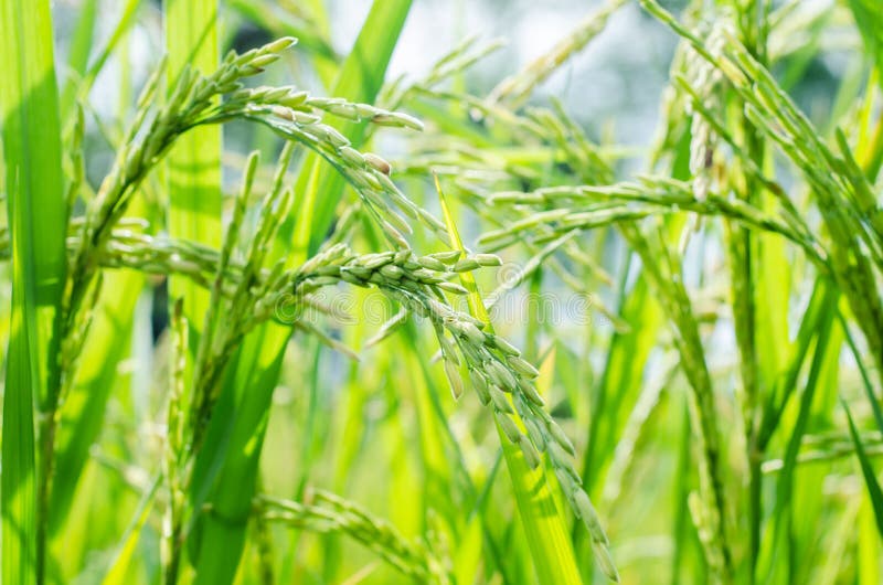 Graine De Riz Mûre Dans Le Domaine Photo stock - Image du gloire ...
