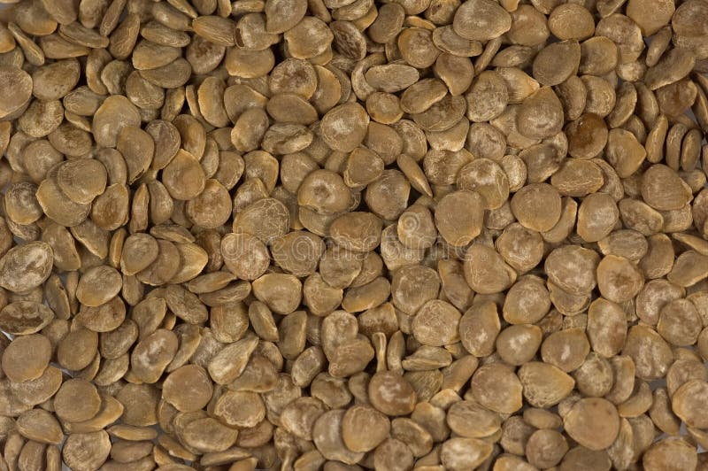 Graine De Tomate Image libre de droits - Image: 22650446