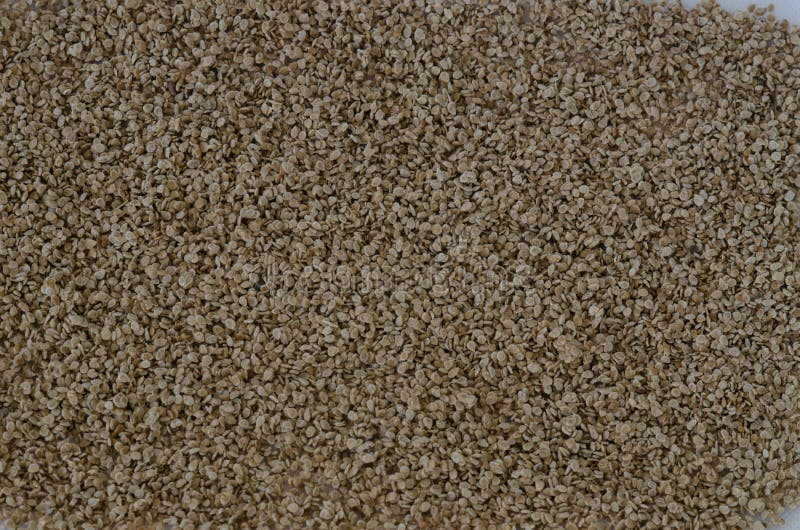 Graine de tomate image stock. Image du graine, légume - 42378013