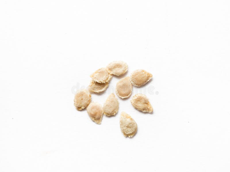 Graine de tomate image stock. Image du graine, légume - 42378013