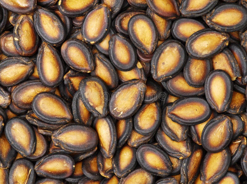 Graine rouge de melon photo stock. Image du frit, graine - 36779950