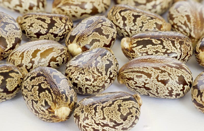 Graines d'huile de ricin image stock. Image du culture - 29970613