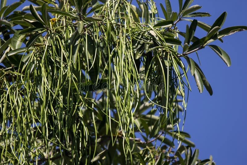 Graine Verte D'arbre De Tableau Image stock - Image du fleurs, diable ...