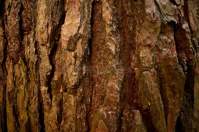 Grained Rind of Pine Tree. Textured Surface of Evergreen Tree Bark ...