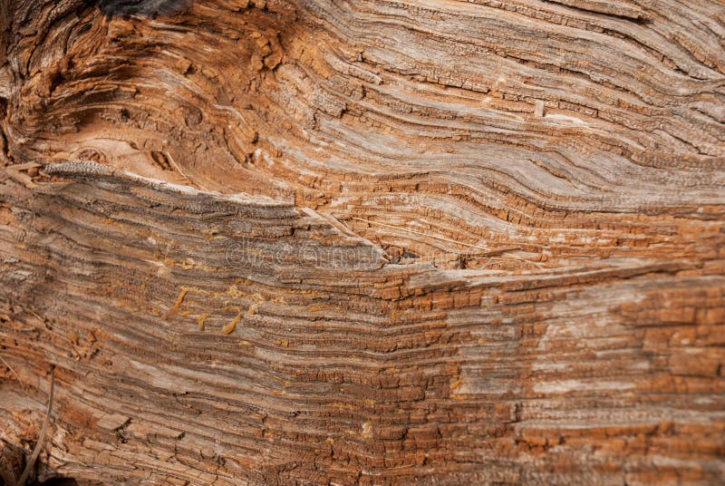 Grained wood stock image. Image of background, tree, detail - 52158045