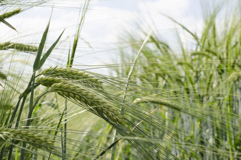 1,000,106 Grainer Zdjęcia - Bezpłatne i z licenncją Royalty-Free ...