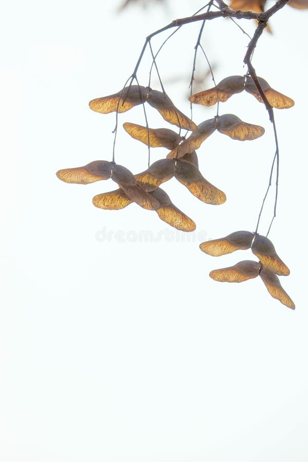 Graines d'érable image stock. Image du fruits, vert, branchement - 19460543