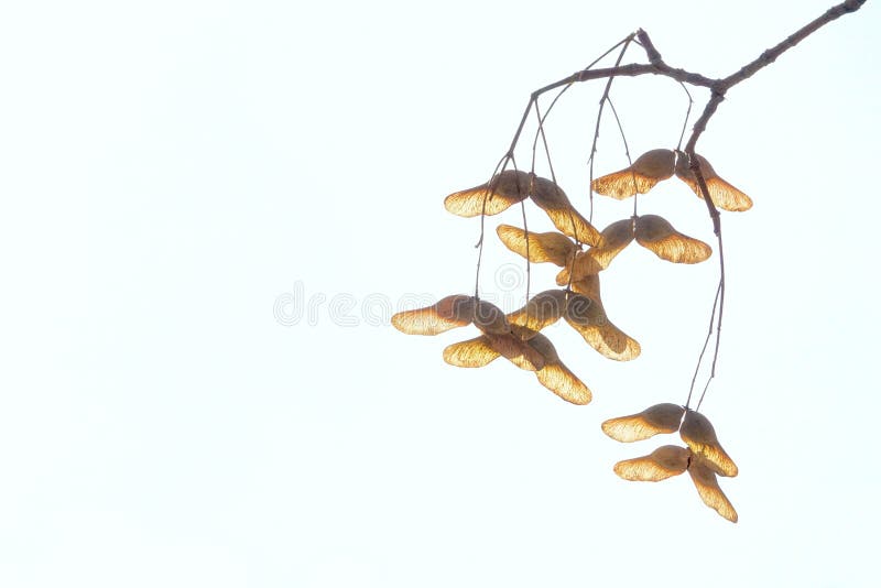 Graines d'érable image stock. Image du fruits, vert, branchement - 19460543