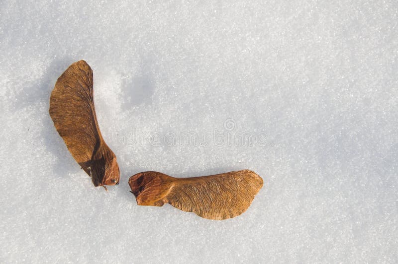 Graines d'érable image stock. Image du botanique, graine - 25941473