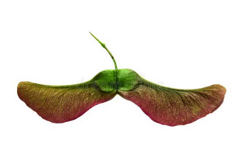 Graines d'érable image stock. Image du propulseur, grand - 22578895