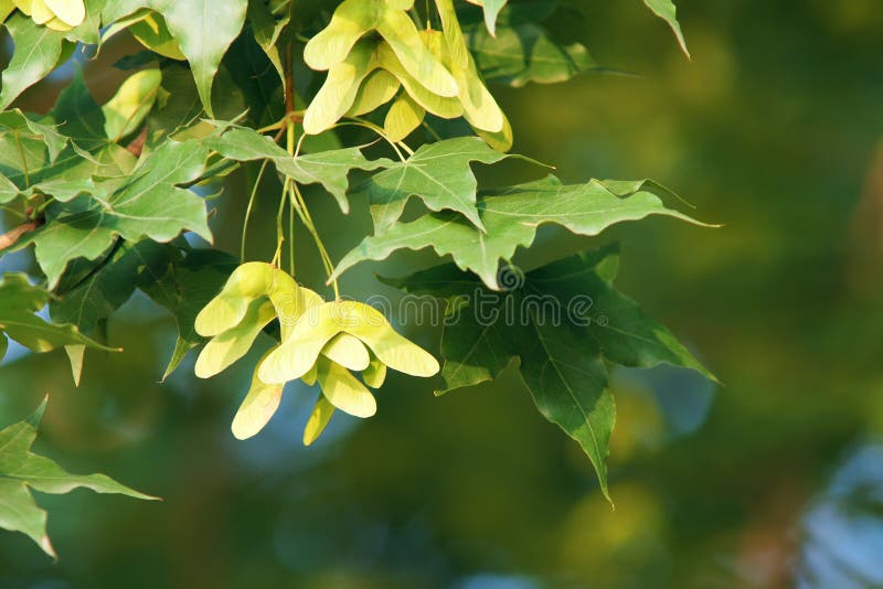Graines d'érable image stock. Image du fruits, vert, branchement - 19460543