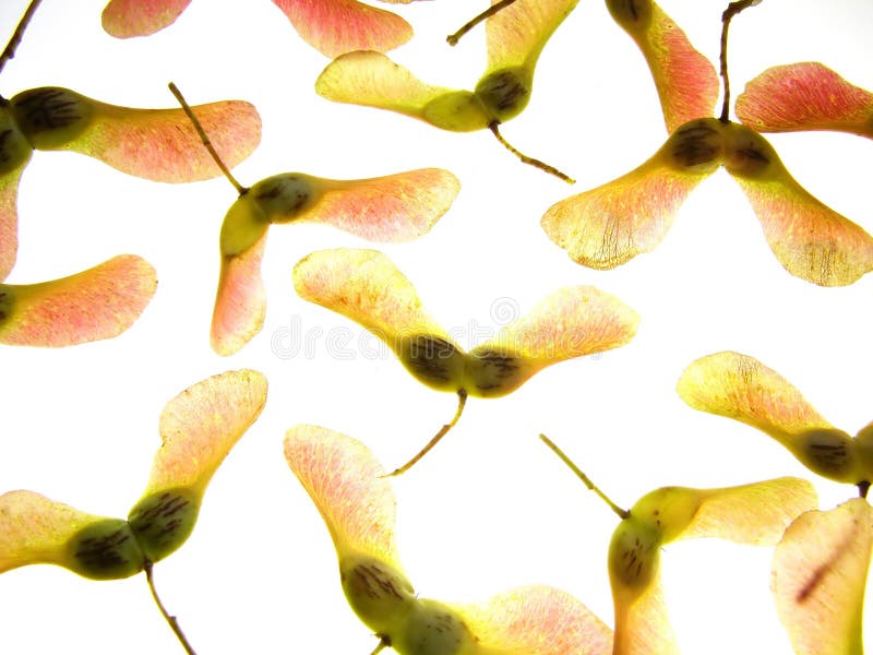 Graines d'érable photo stock. Image du flore, brun, détail - 3342552