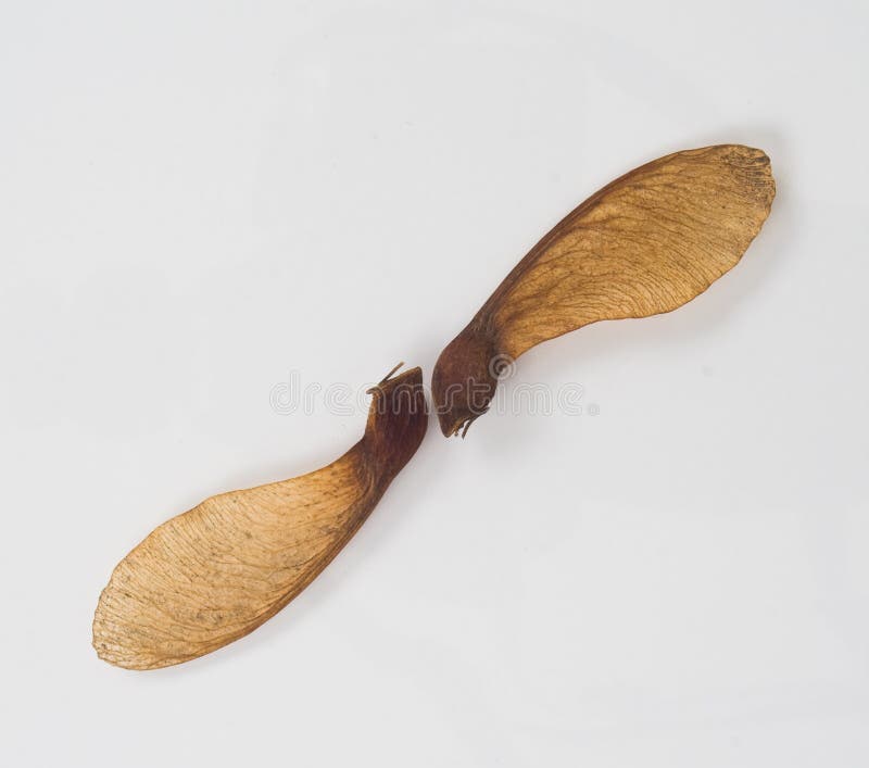 Graines d'érable image stock. Image du graine, branchement - 19460543