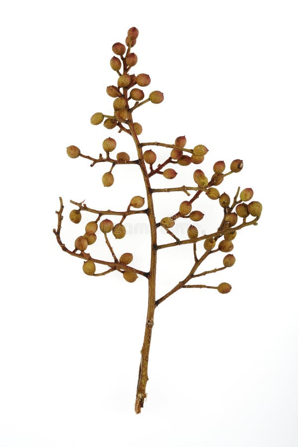 Graines d'arbre image stock. Image du flore, graine, nature - 15907813