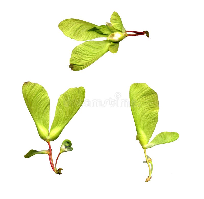 Graines d'arbre d'érable photo stock. Image du nature - 25205008