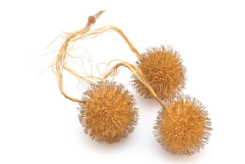 Graines d'arbre plat photo stock. Image du blanc, tiges - 13493716
