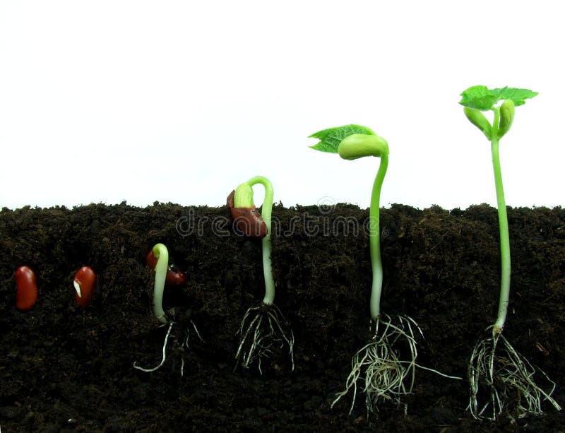 Graines D'haricot De Germination Image stock - Image du dévoilez ...