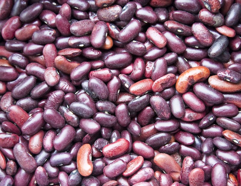 Graines d'haricot nain image stock. Image du haricot - 13310643