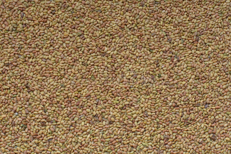 Graines Organiques De Luzerne Photo stock - Image du luzerne ...