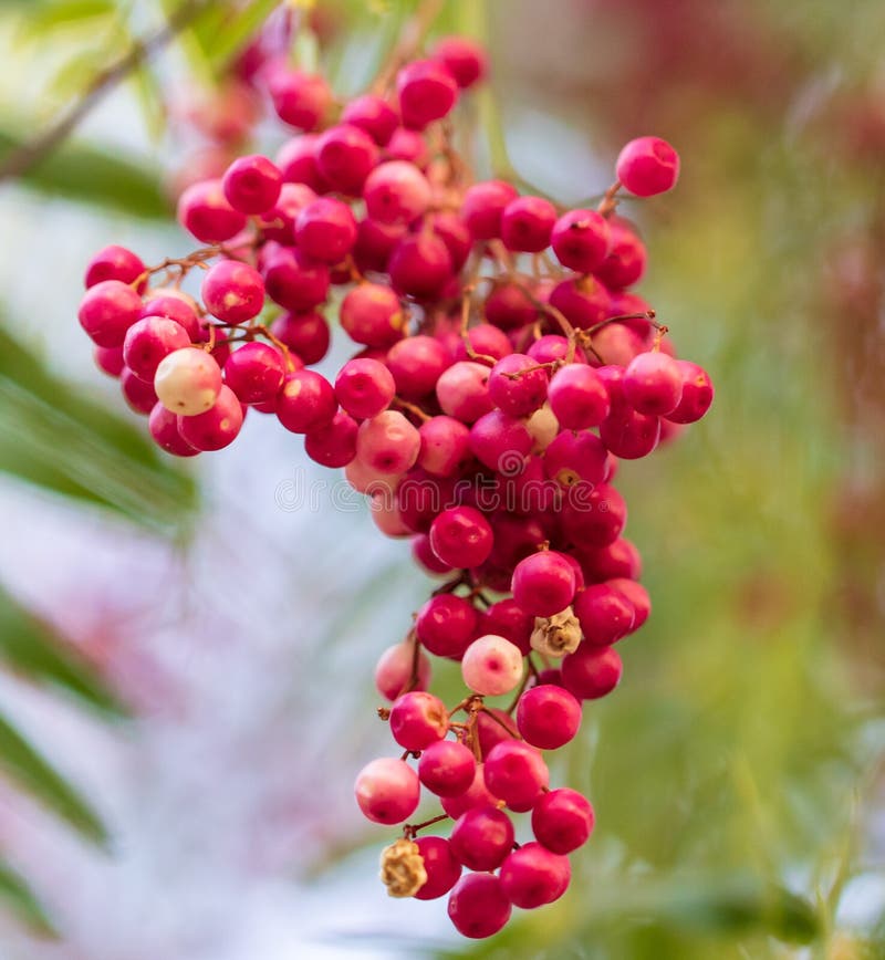 Graines De Poivre Noir Sur Les Branches D'un Arbre Photo stock - Image ...