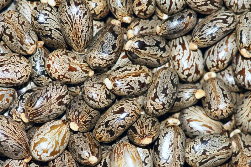 Graines De Ricin (Ricunus Communis) Image stock - Image du pétrole ...