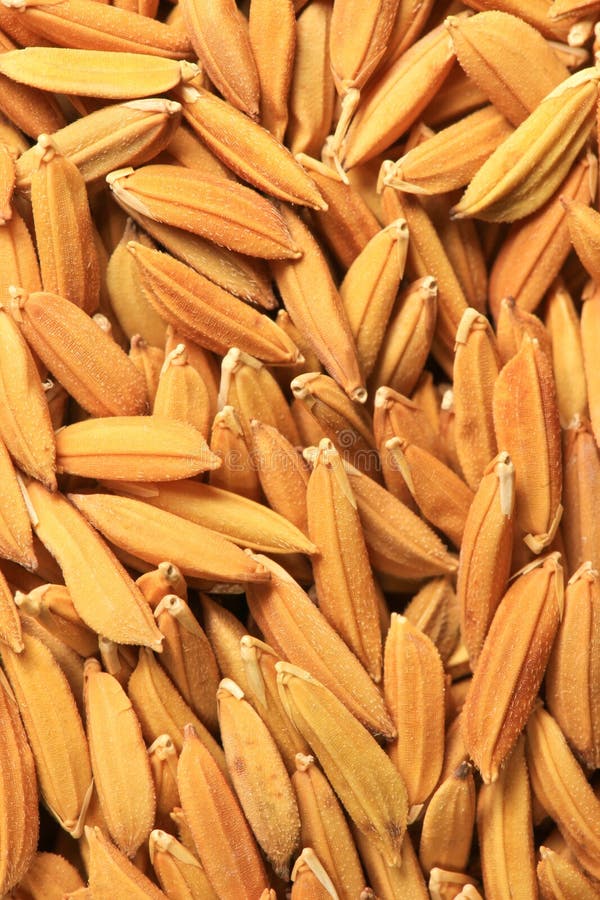 Graines de riz photo stock. Image du culture, agricole - 25371444