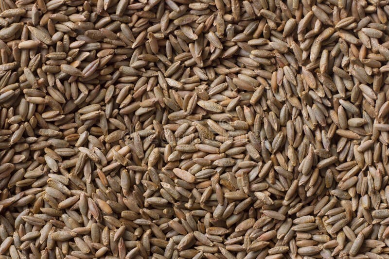 Graines De Seigle Pour La Germination Dans Une Cuvette En Bois Image ...